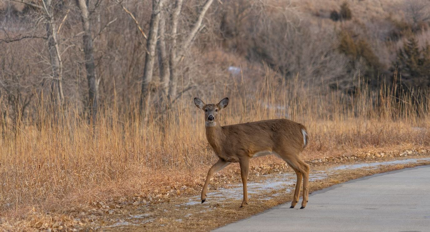 Safety Snippet: Avoiding Deer Collisions this Fall | Rad Air Complete ...